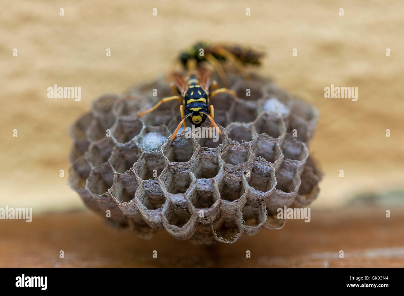 Closeup on a wasp nest. Cells with larva Stock Photo - Alamy