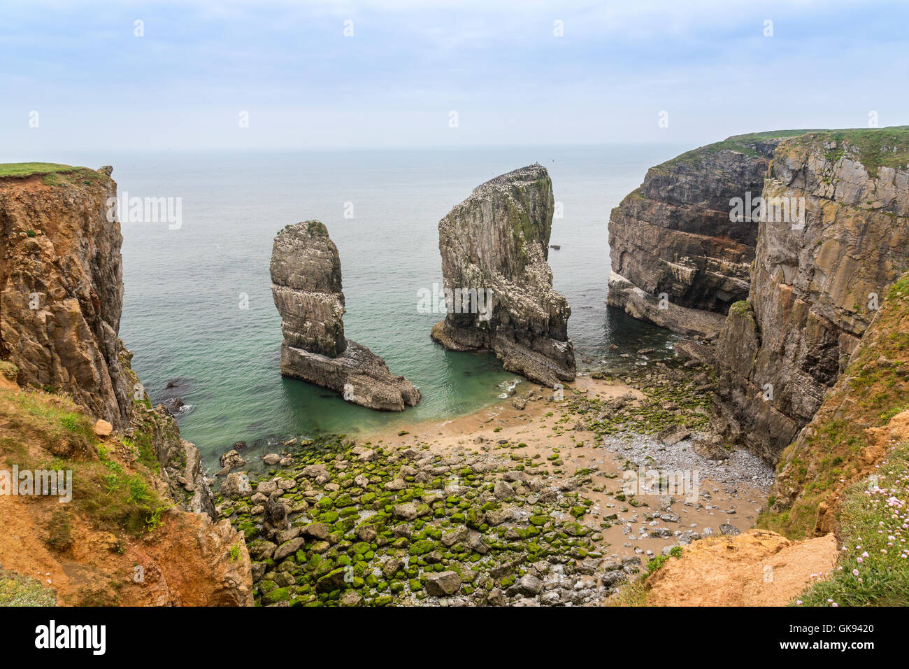 Elegug Stacks covered with nesting guillemots in the Pembrokeshire ...