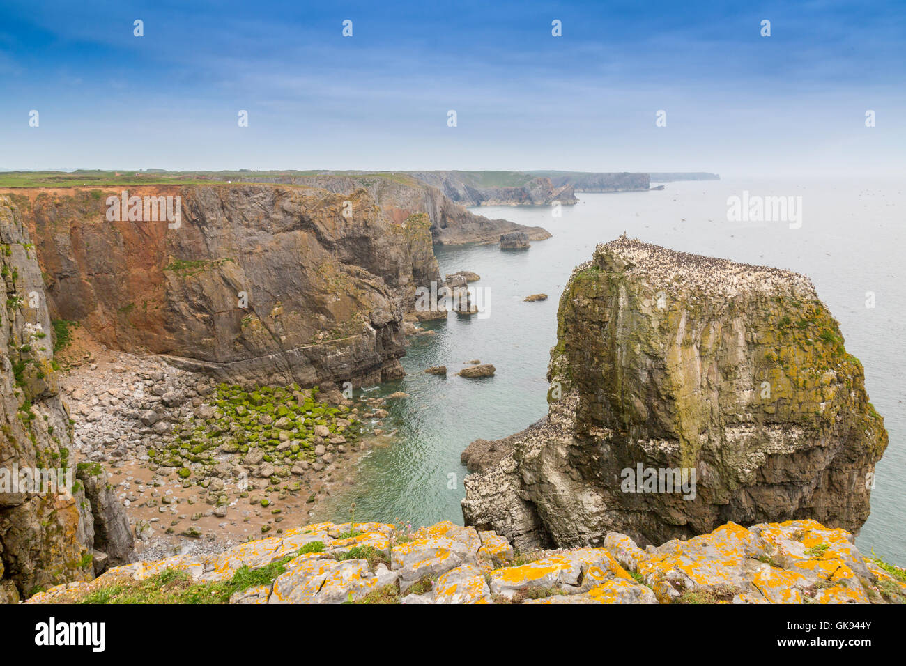 Elegug Stacks covered in nesting guillemots in the Pembrokeshire Coast ...