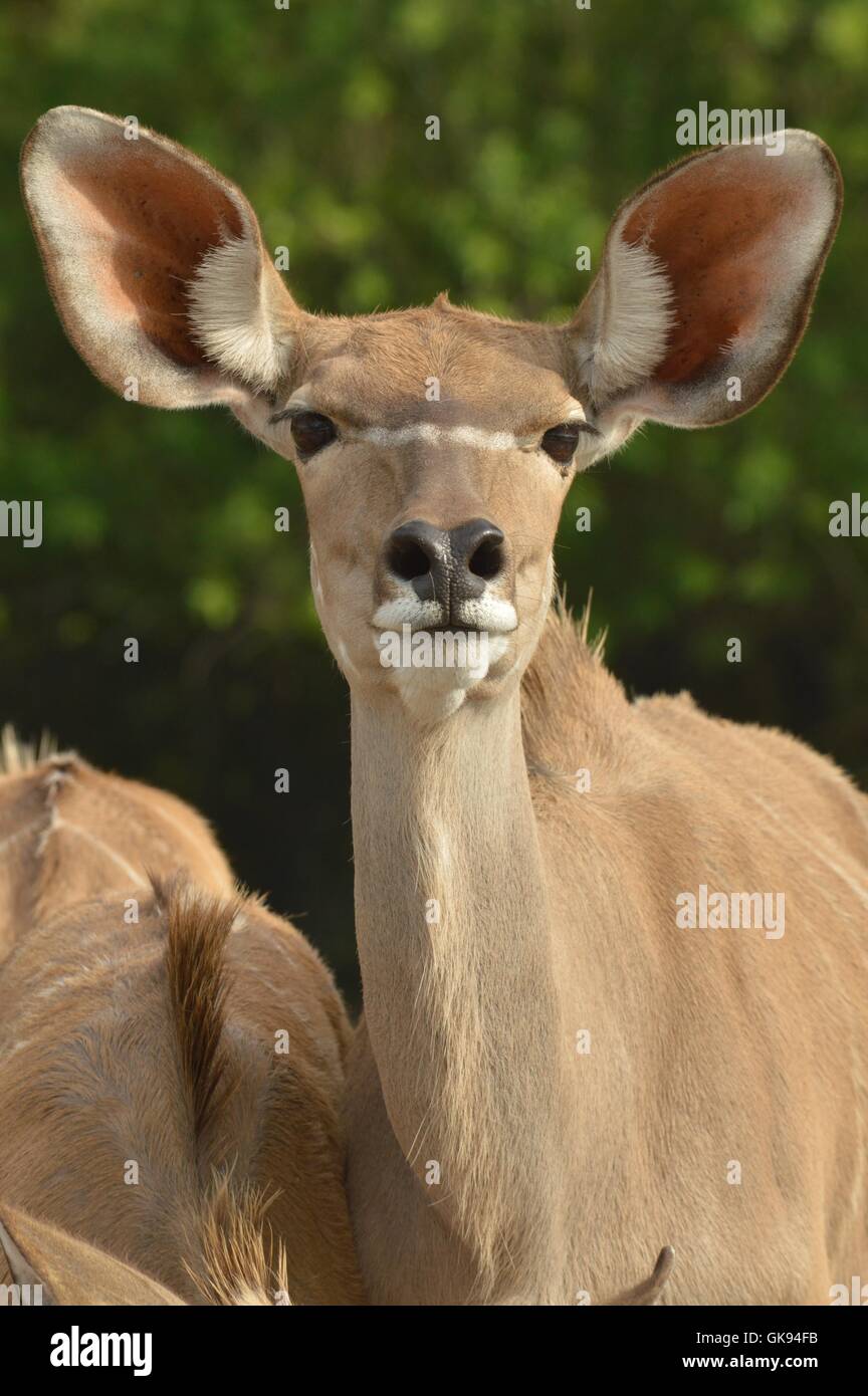 Kudu calves hi-res stock photography and images - Alamy