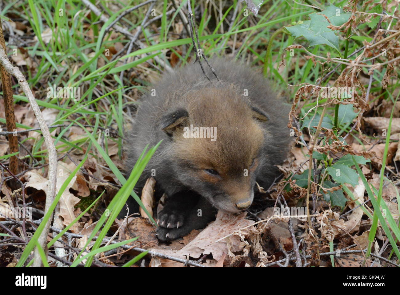 Young red fox cub (Vulpes vulpes) in woodland in England Stock Photo - Alamy