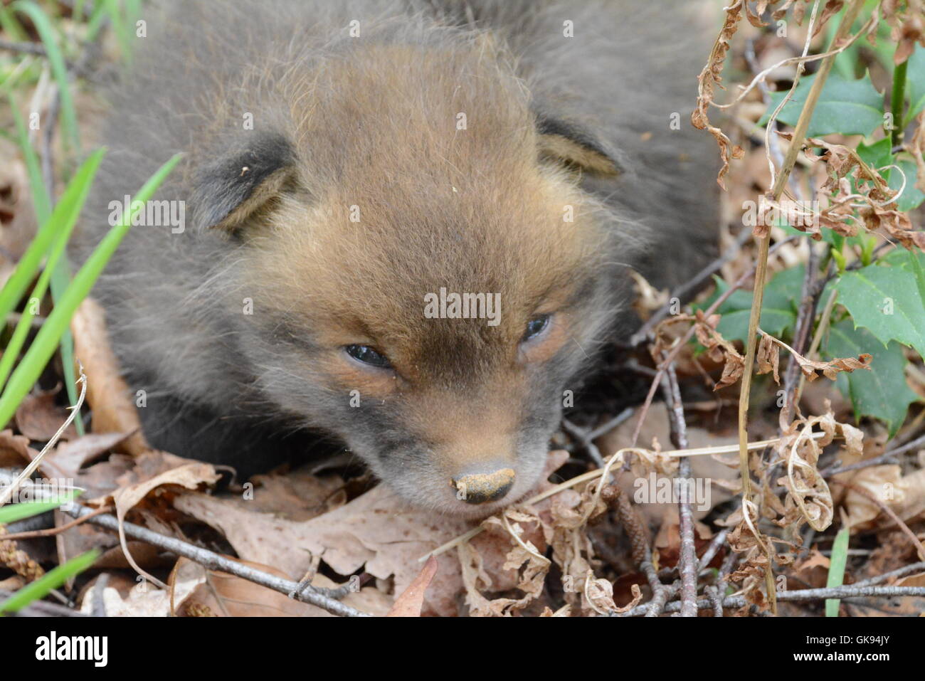 Young red fox cub (Vulpes vulpes) in woodland in England Stock Photo - Alamy
