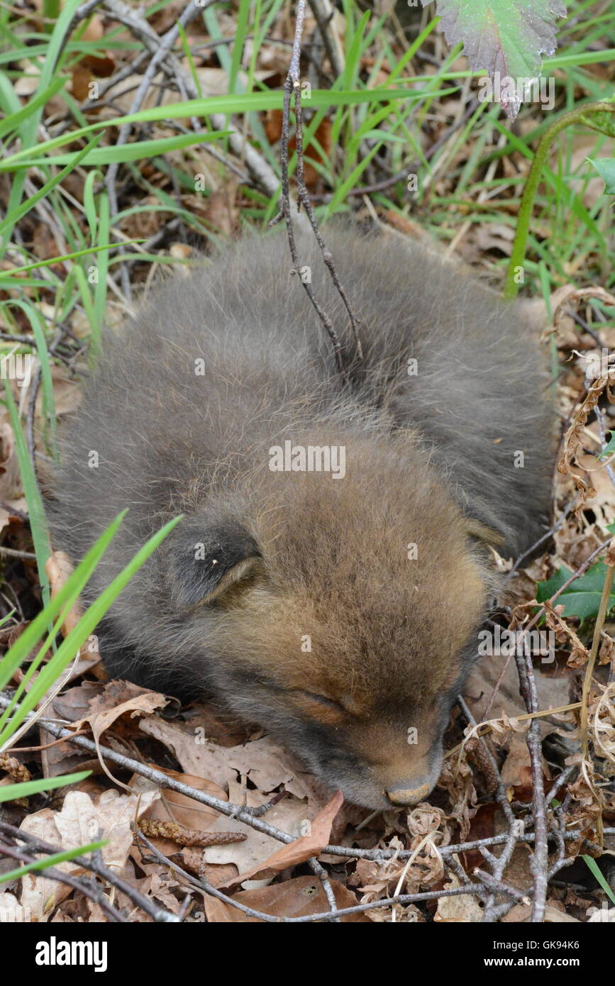 Fox cub fauna hi-res stock photography and images - Alamy