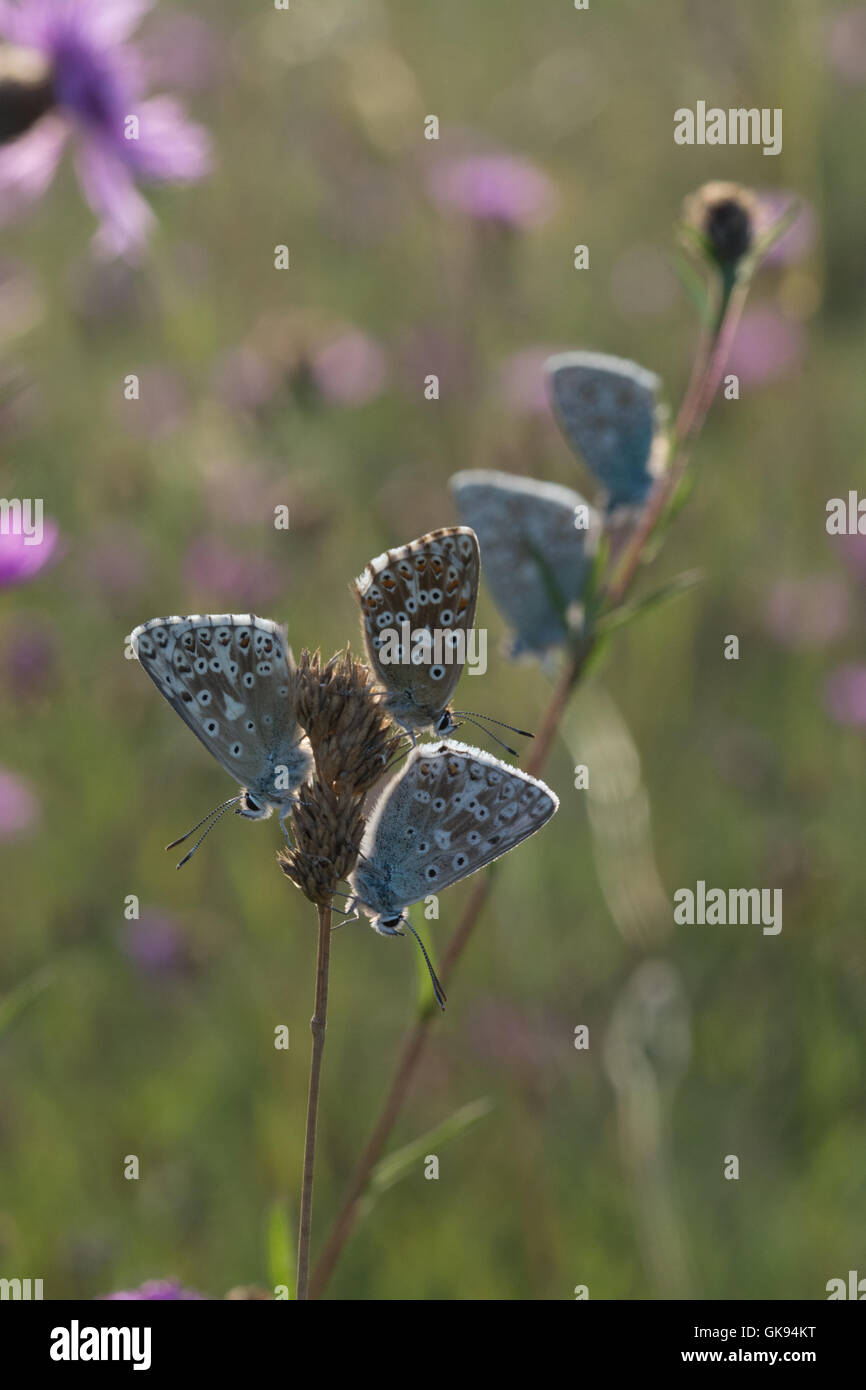 Roosting communally hi-res stock photography and images - Alamy