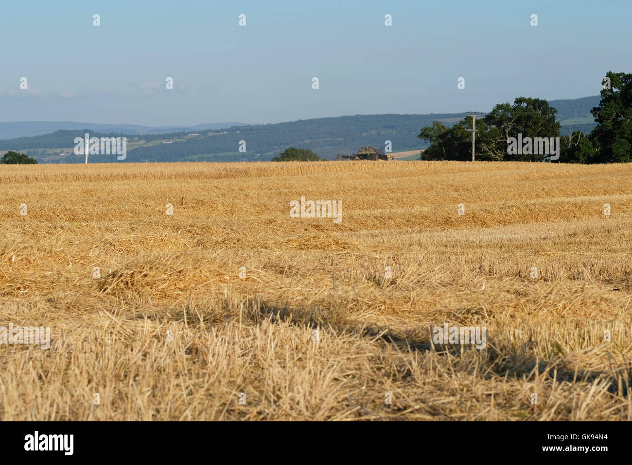 Cut hay in a field Stock Photo - Alamy