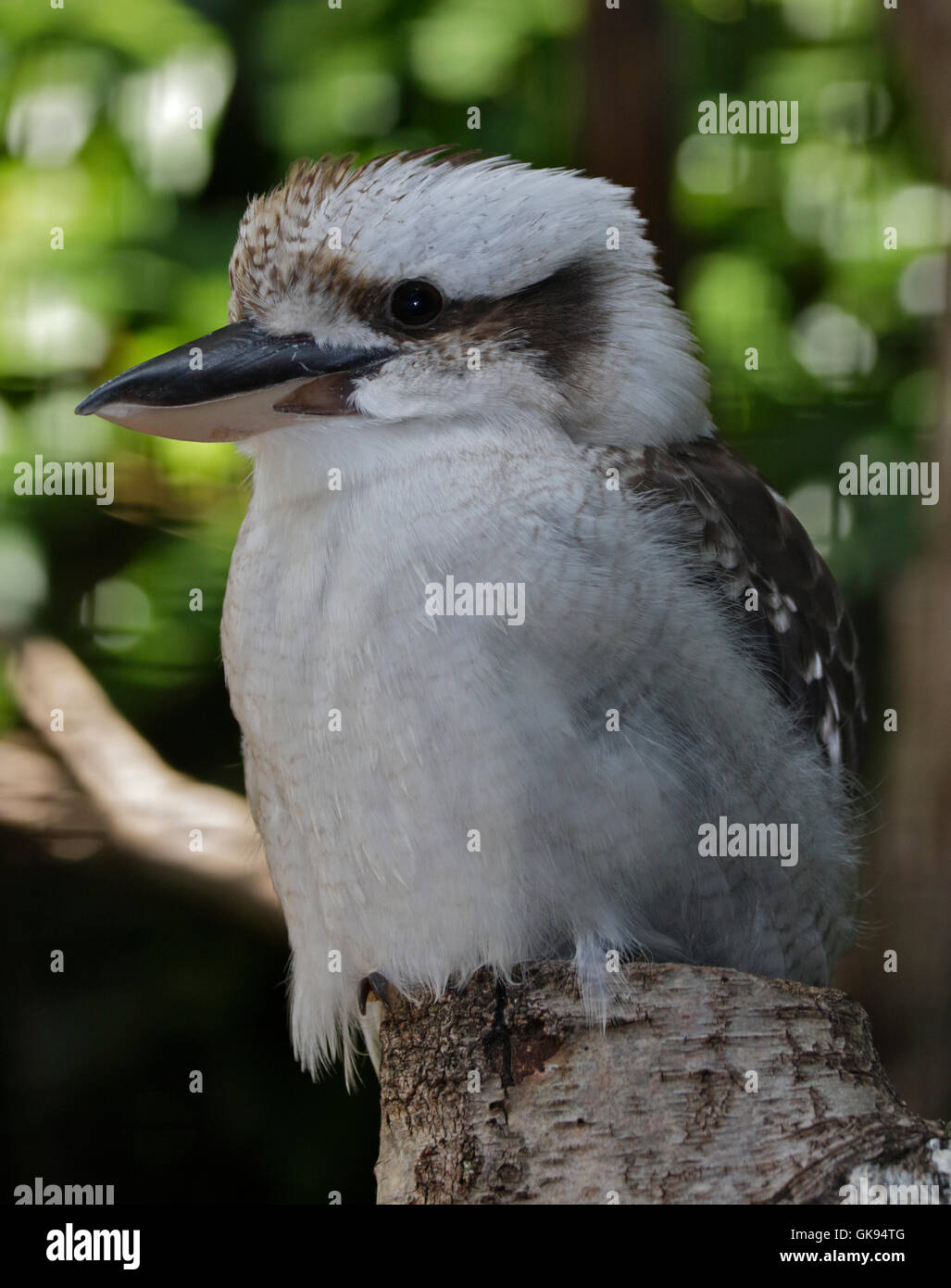 Laughing Kookaburra (dacelo novaeguineae Stock Photo - Alamy