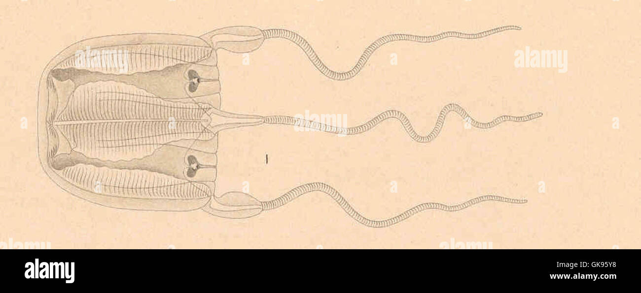 Box Jellyfish Size Comparison
