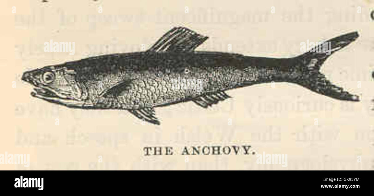 This entry details the anchovy species, describing its biological ...