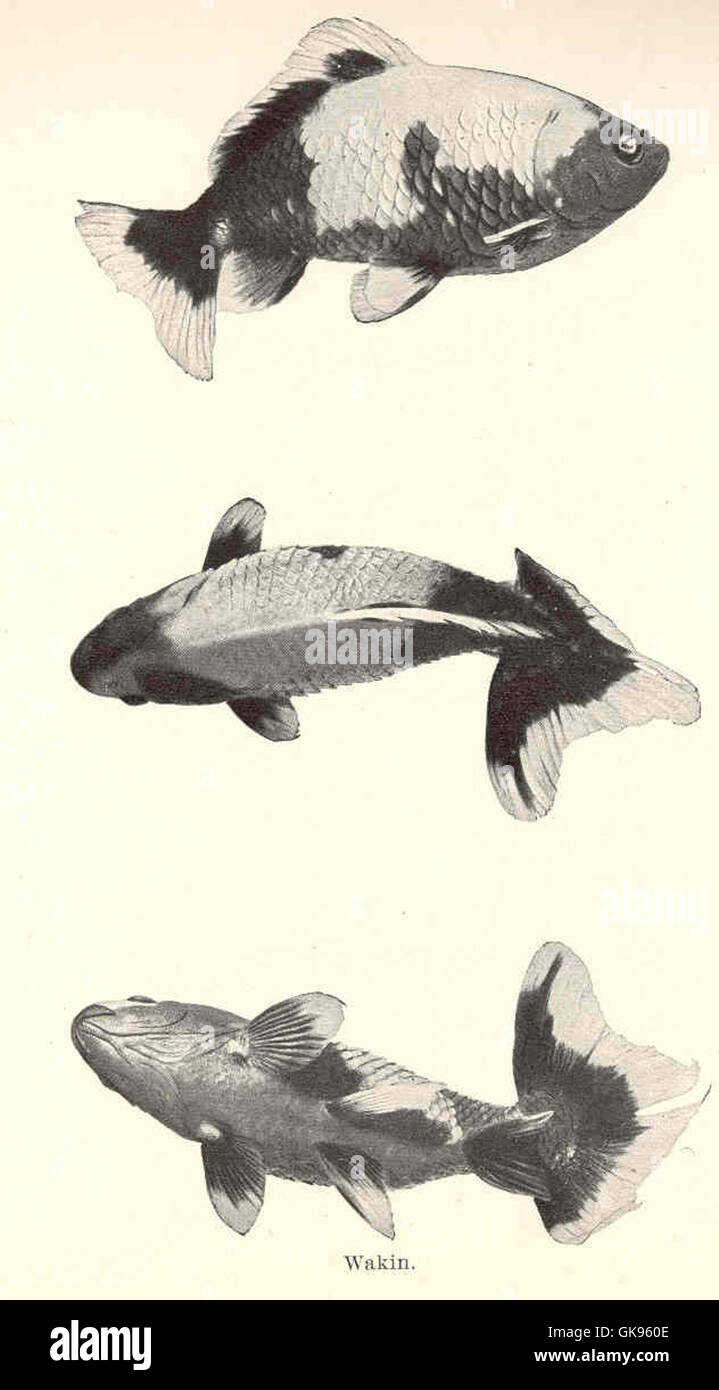 Detailed illustrations of different varieties of goldfish, with views ...
