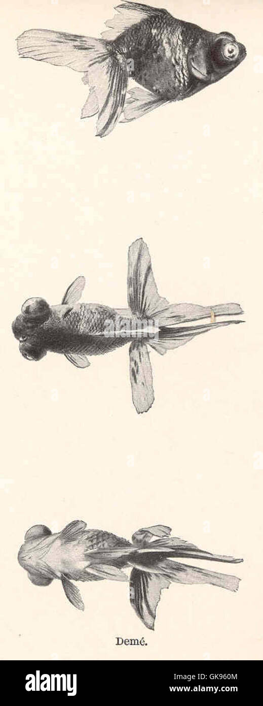 Lateral dorsal hi-res stock photography and images - Alamy