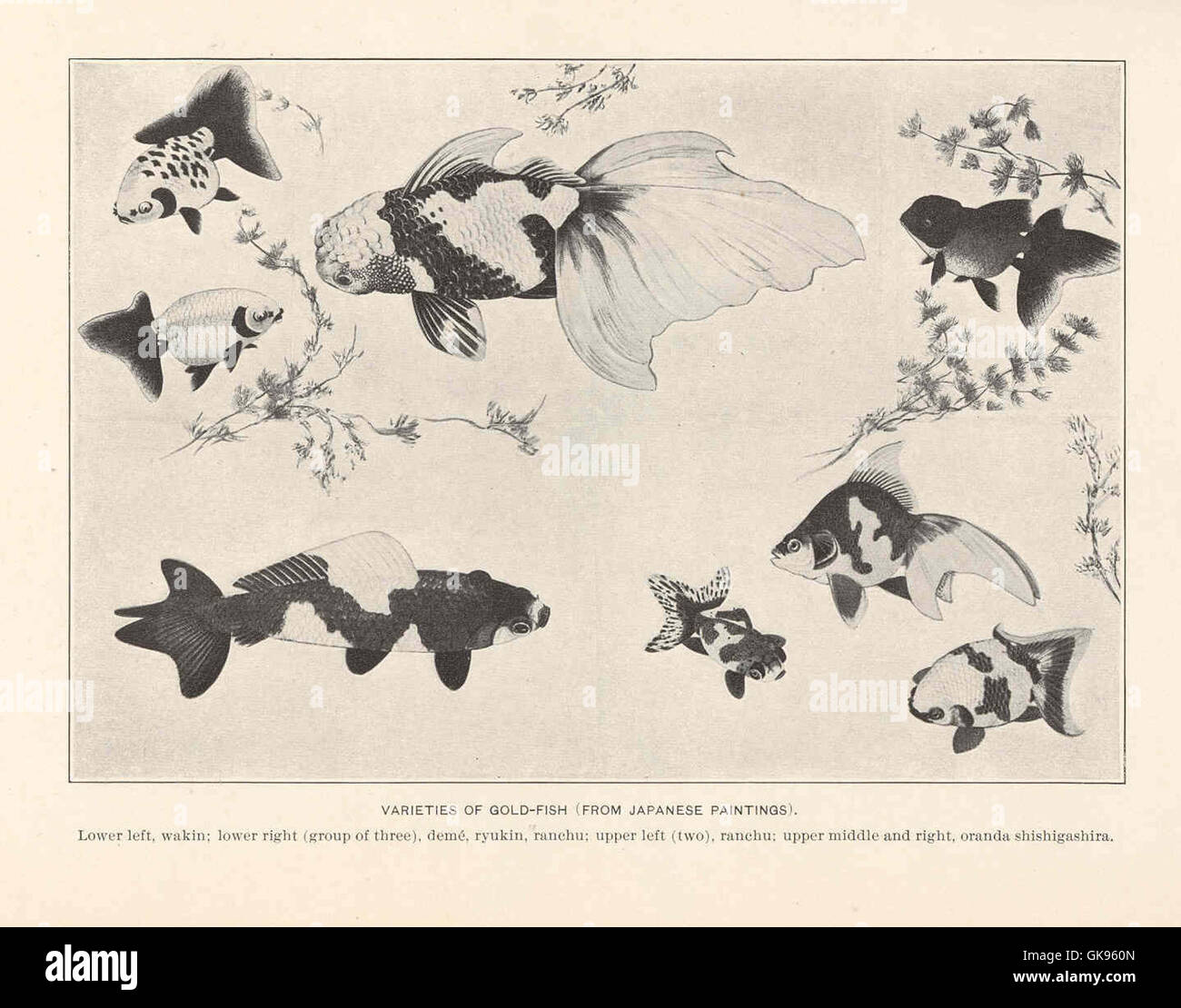 An artistic depiction of goldfish varieties from Japanese paintings ...