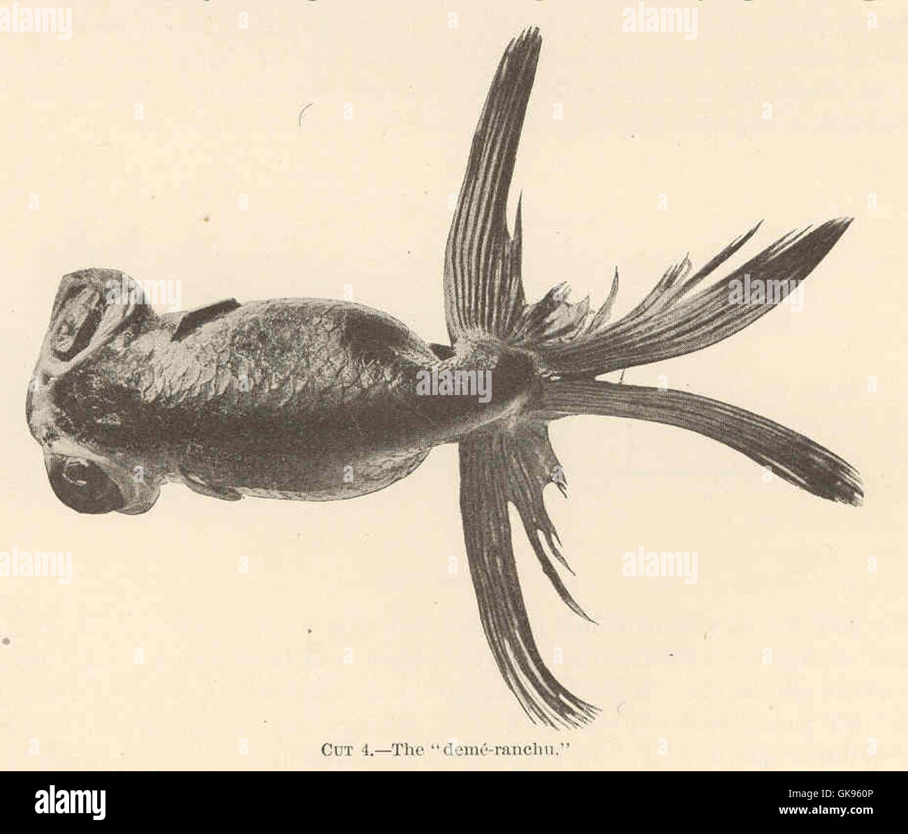 A brief description of the Deme-ranchu, a specific type of ornamental ...