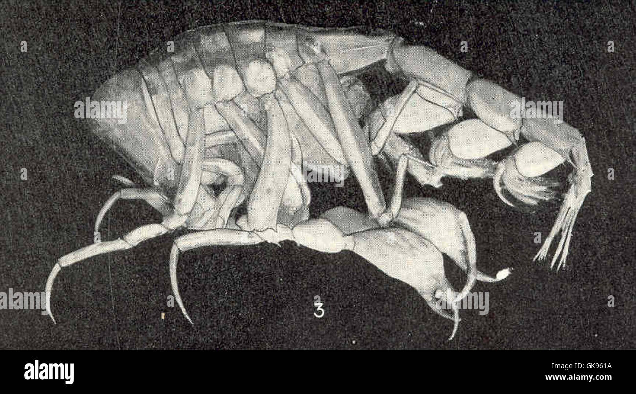 Phronima sedentaria hi-res stock photography and images - Alamy