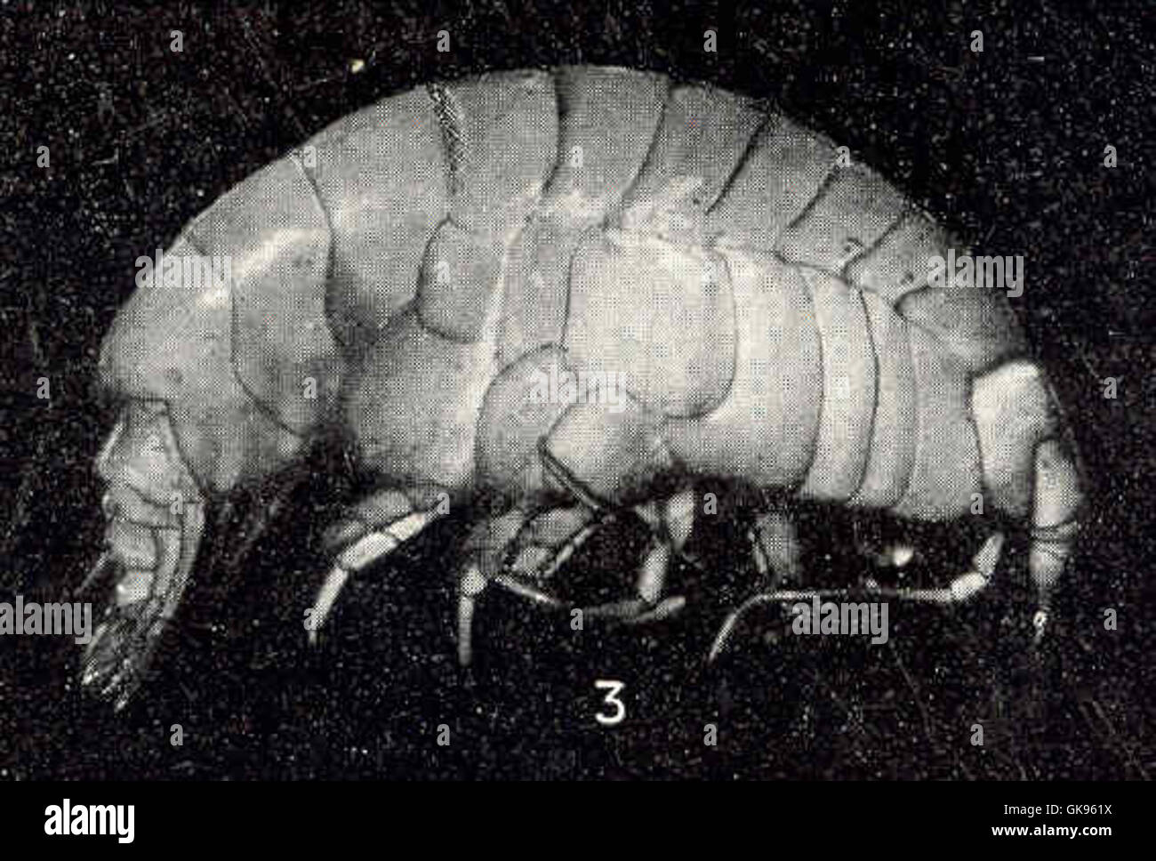 Tryphosa hi-res stock photography and images - Alamy