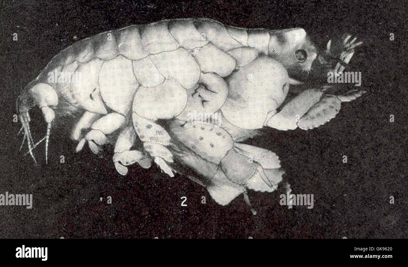 42844 Haustorius arenarius Off Marthas Vineyard Stock Photo - Alamy