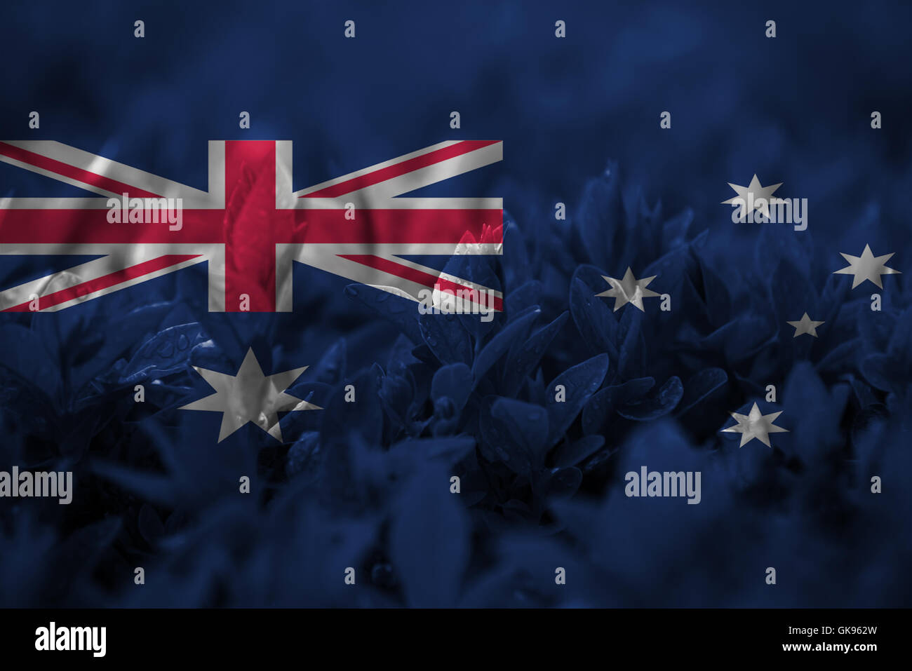 close up on leaf with blending Australia flag Stock Photo - Alamy