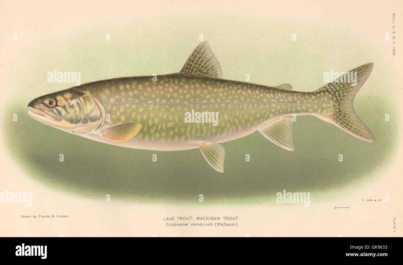 This entry describes the Lake Trout, also known as the Mackinaw Trout ...