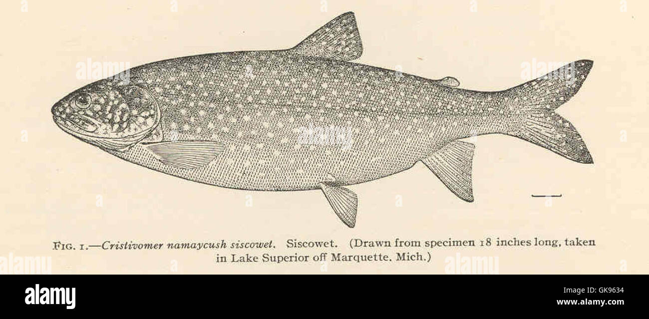 This illustration details the Siscowet, a subspecies of lake trout ...