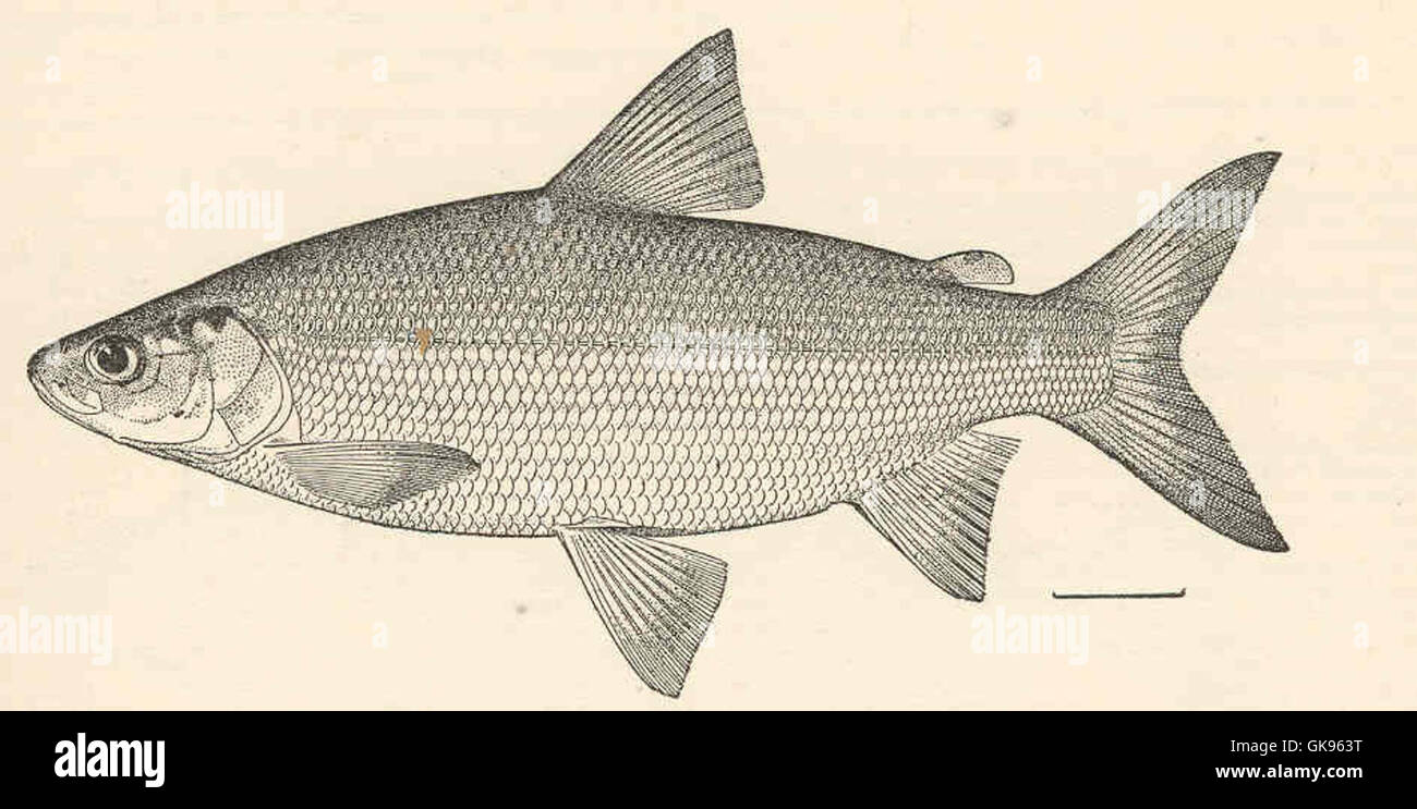 This illustration depicts Leucichthys tullibee, commonly known as the ...