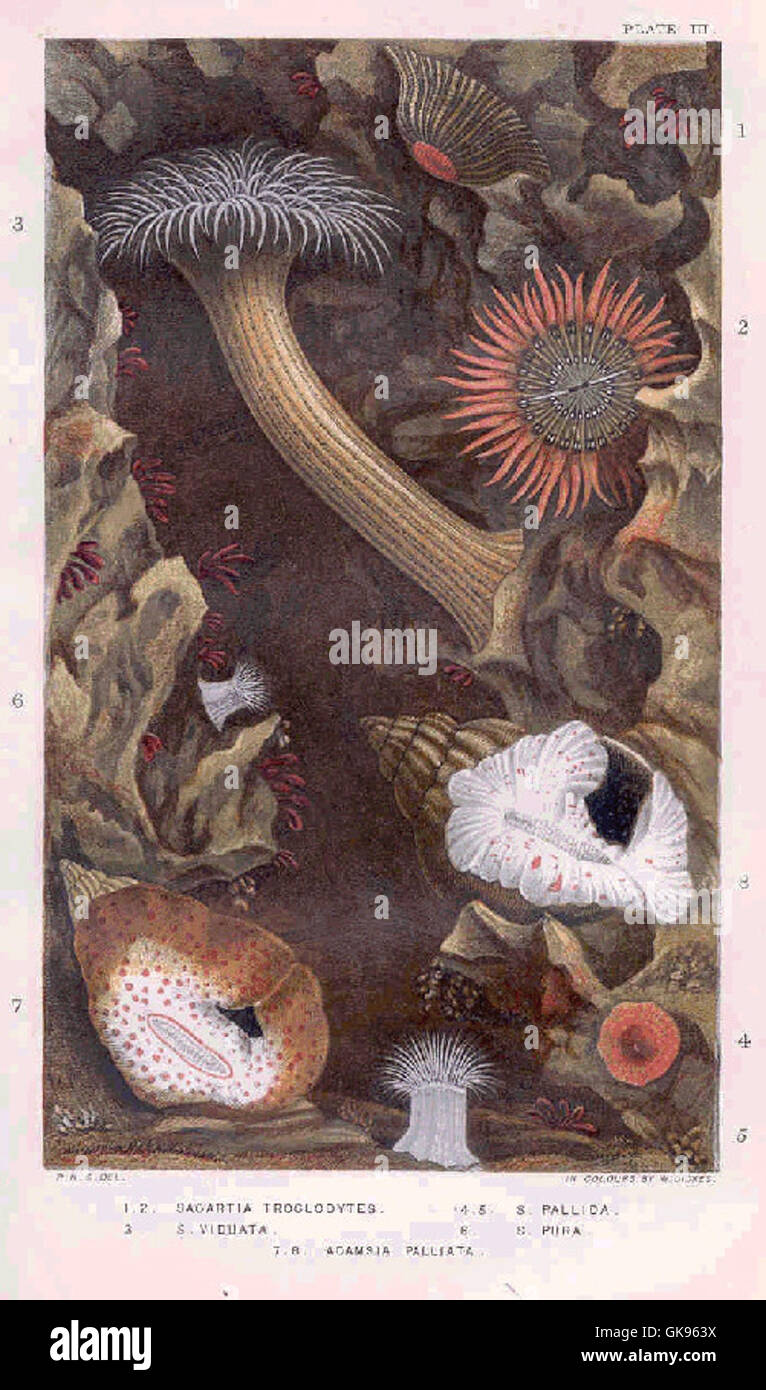 Adamsia hi-res stock photography and images - Alamy