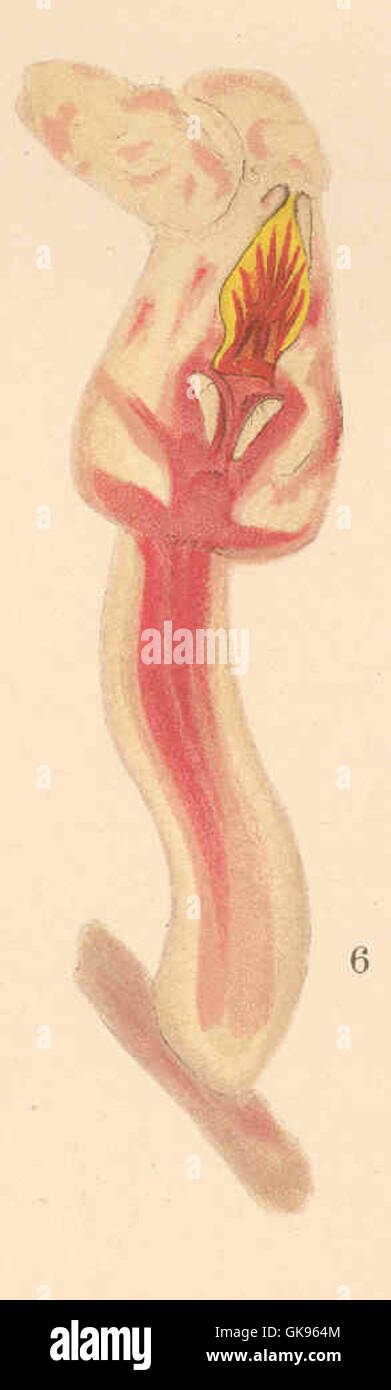 42900 Conchoderma aurium Linnaeus, ventral view of living specimen from ...