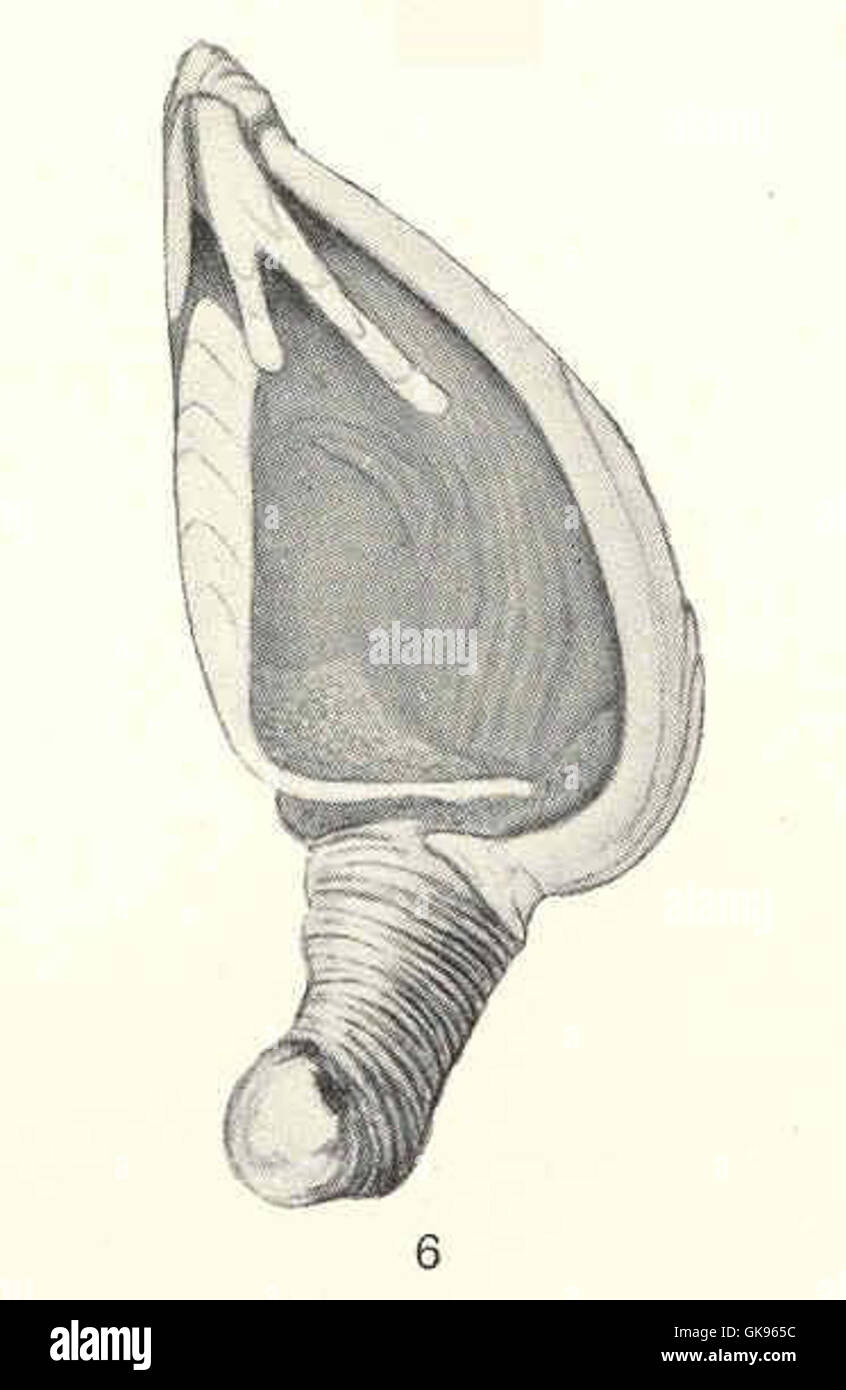 Octolasmis hi-res stock photography and images - Alamy