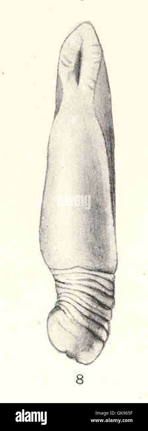 This record features Octolasmis orthogonia, a species described by ...