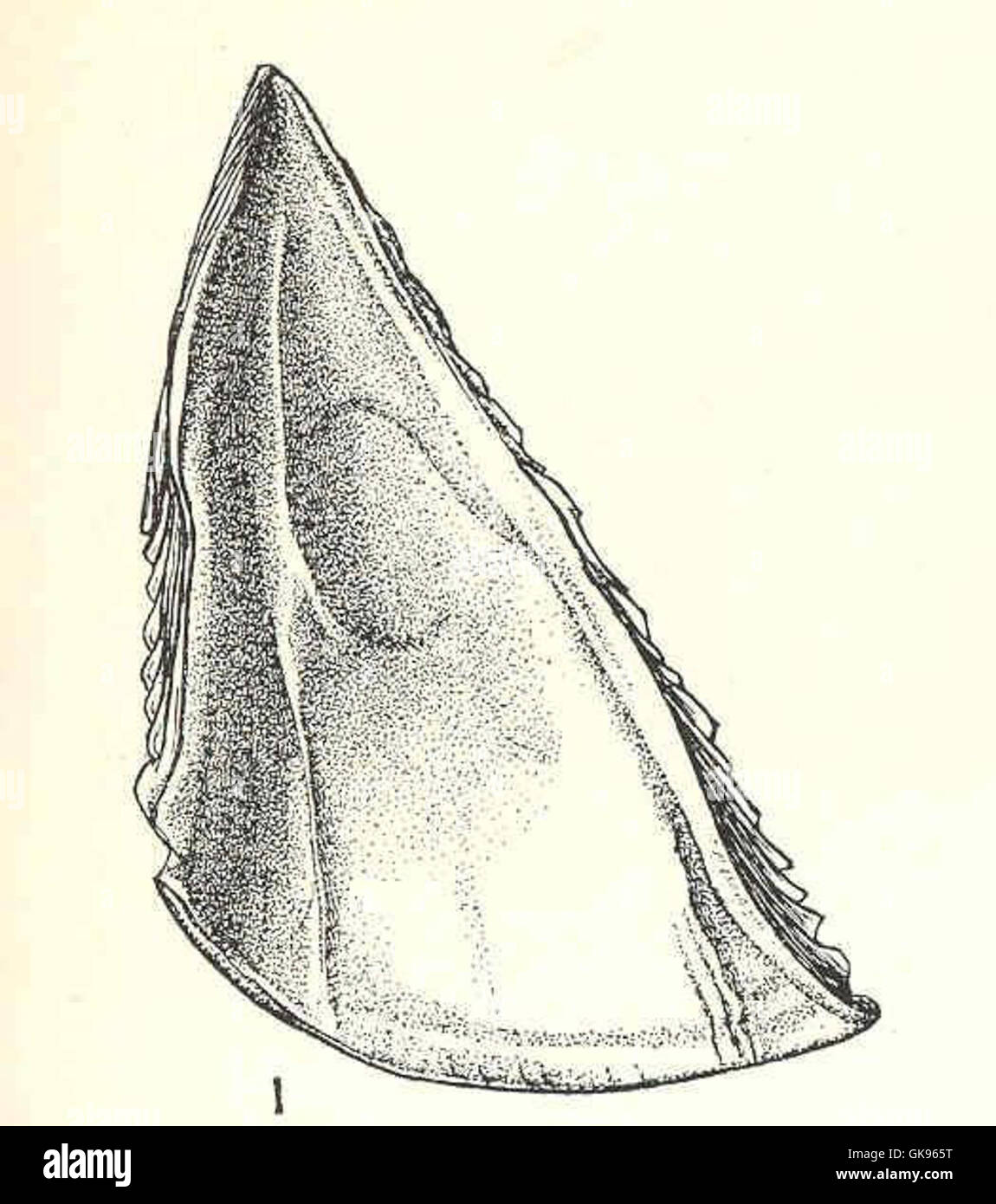 A description of the barnacle species Balanus rostratus apertus ...