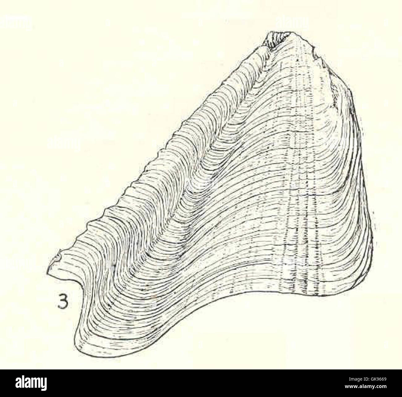 This figure shows the tergum (dorsal shield) of Balanus crenatus, a ...