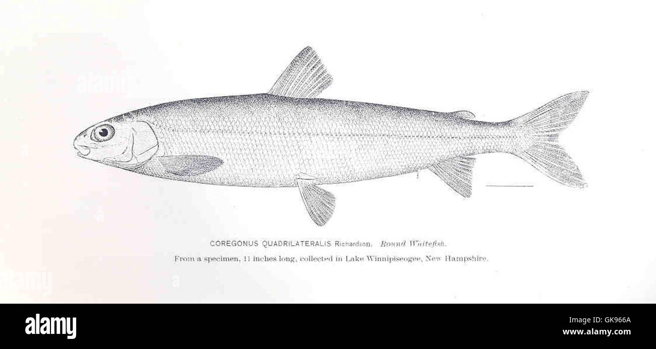 This document details the species Coregonus Quadrilateralis, providing ...