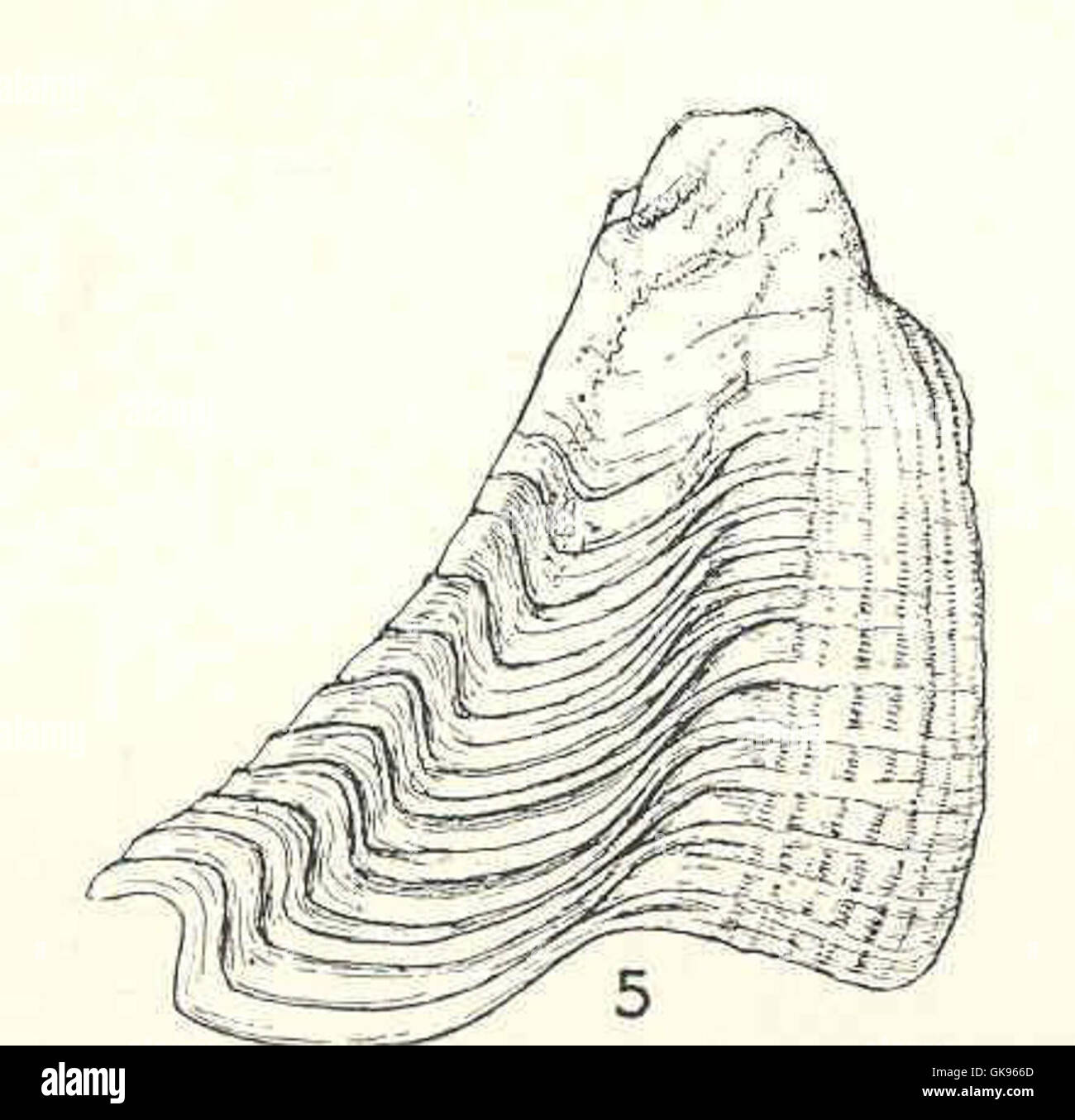 42939 Balanus crenatus, columnar or colonial type, Tergum Stock Photo ...