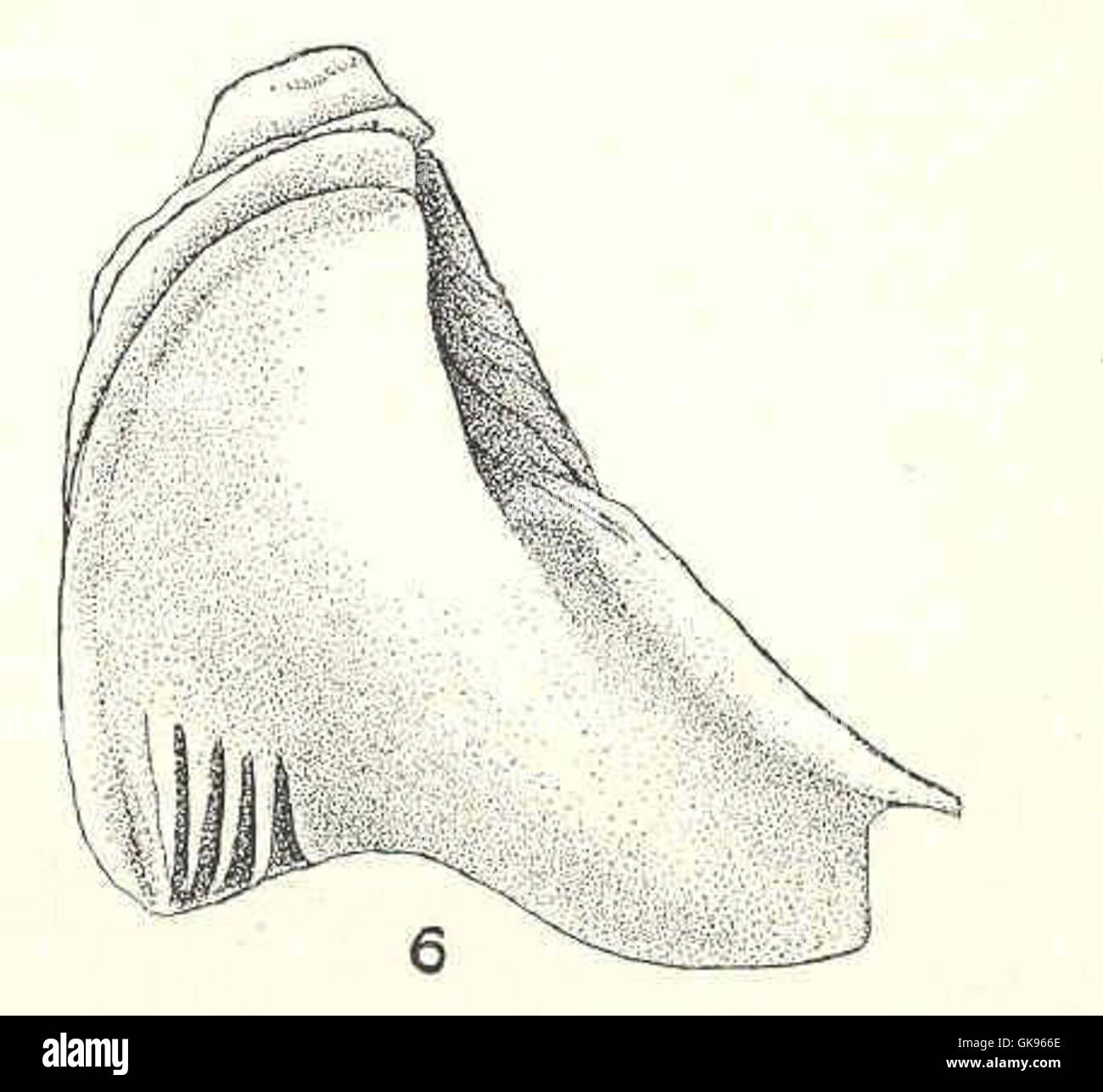 Balanus crenatus hi-res stock photography and images - Alamy