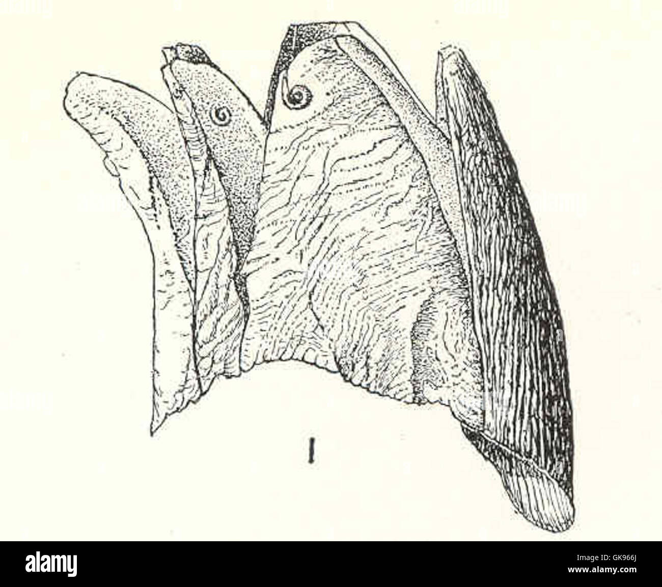 This illustration shows the lateral view of Balanus hoekianus, a ...