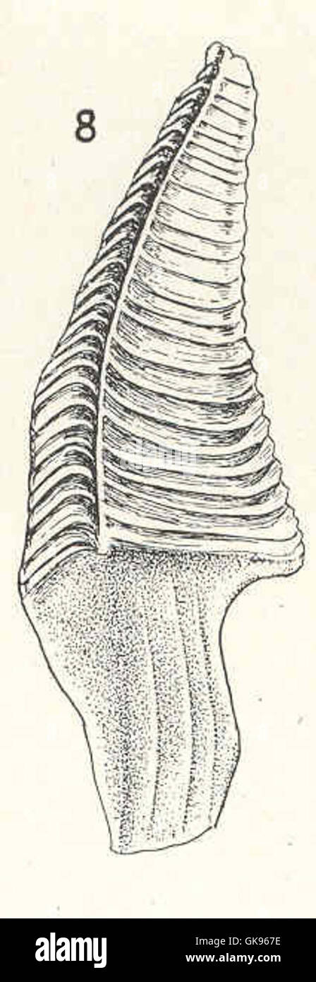 A detailed study of the species Acasta spongites japonica, focusing on ...