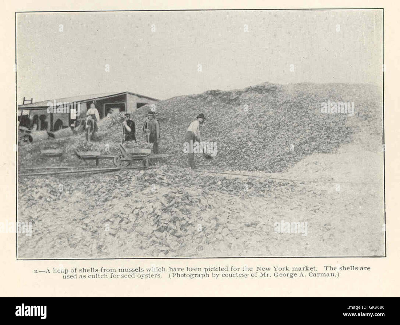 A large heap of mussel shells, pickled for the New York market, which ...