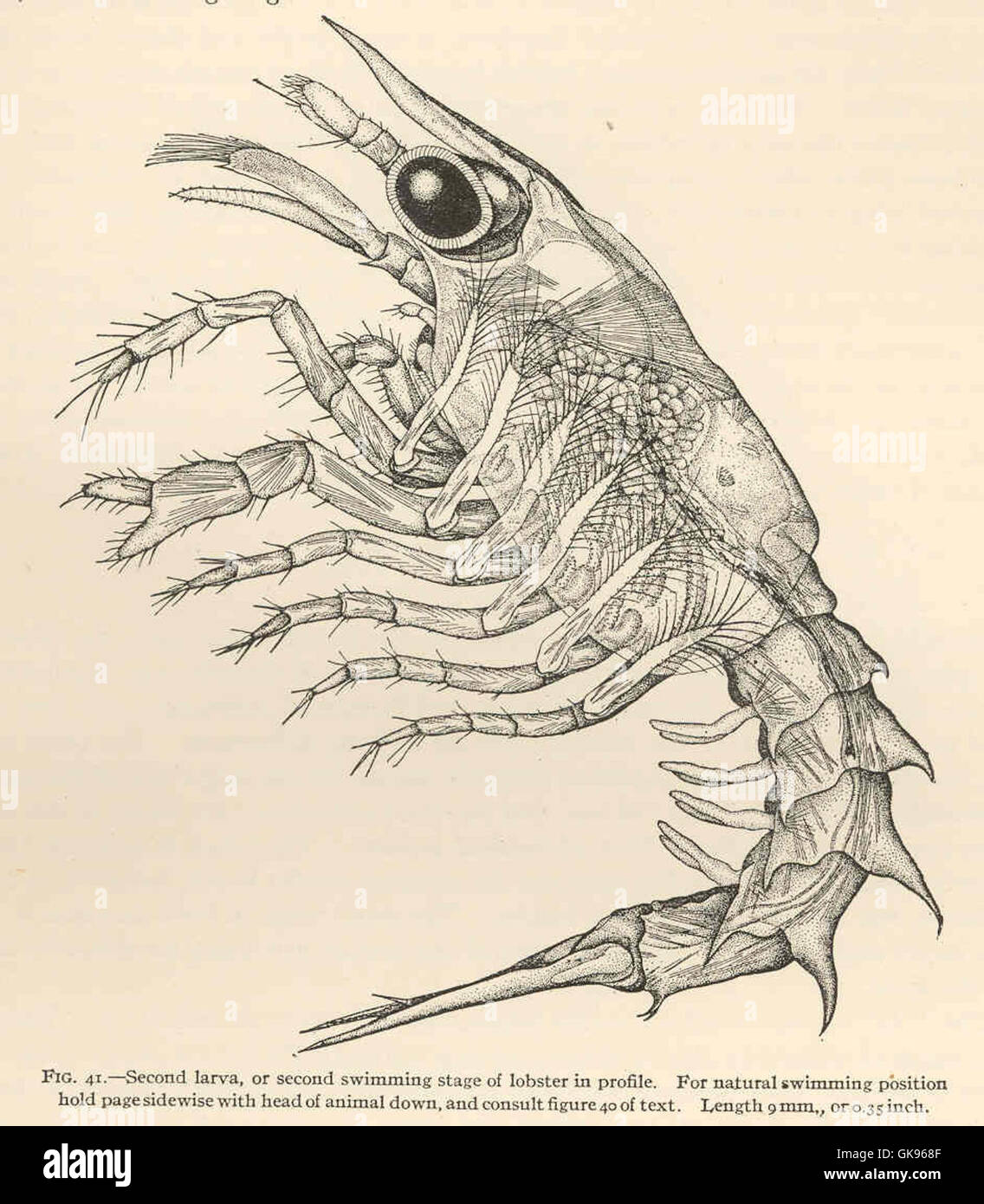 This image depicts the second larval stage of a lobster, showing its ...
