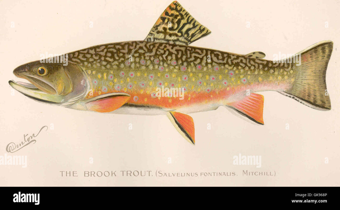 Brook trout vintage illustration hi-res stock photography and images ...