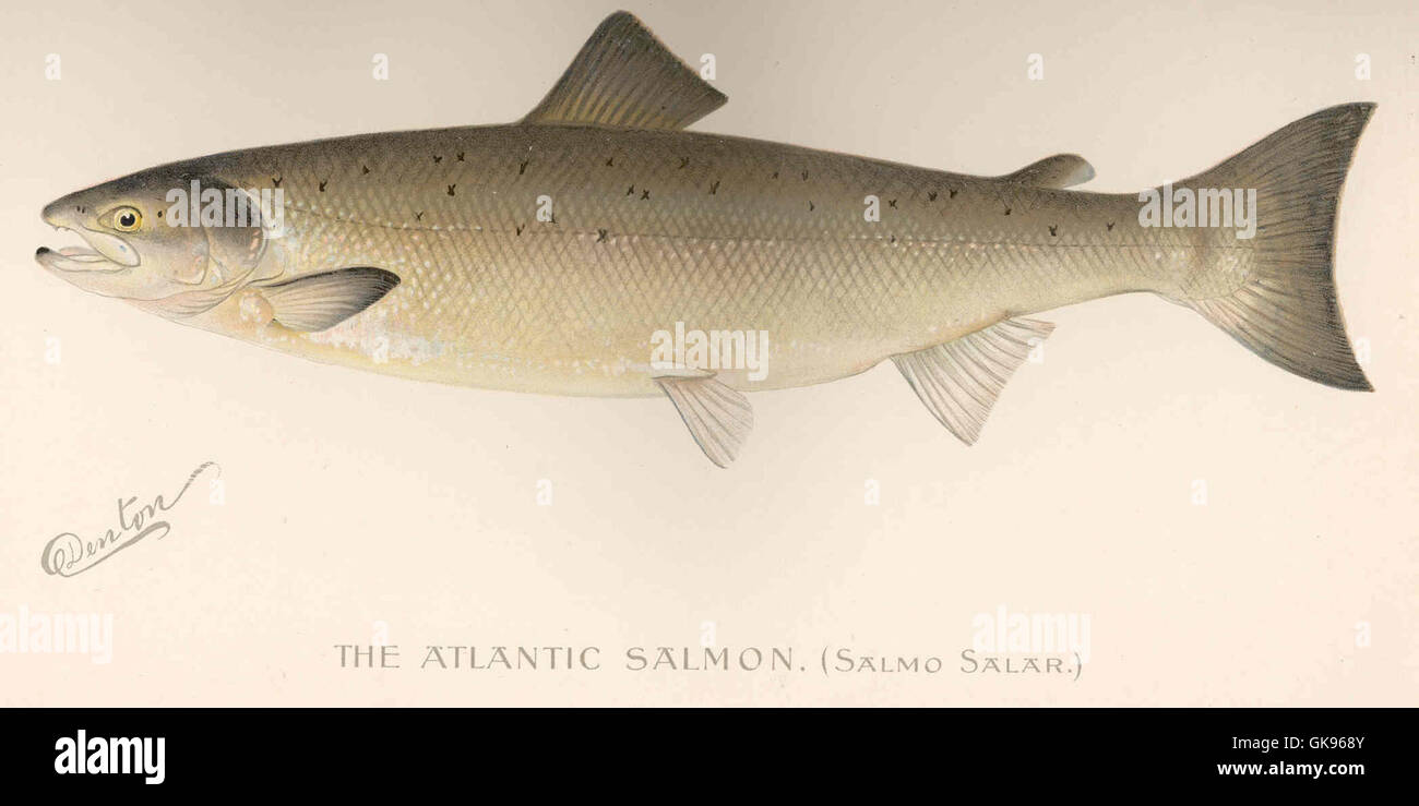 Salmo salar illustration hi-res stock photography and images - Alamy