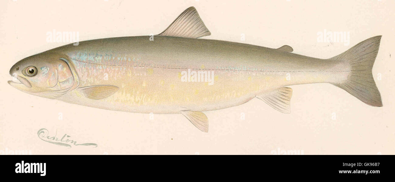 Saibling hi-res stock photography and images - Alamy