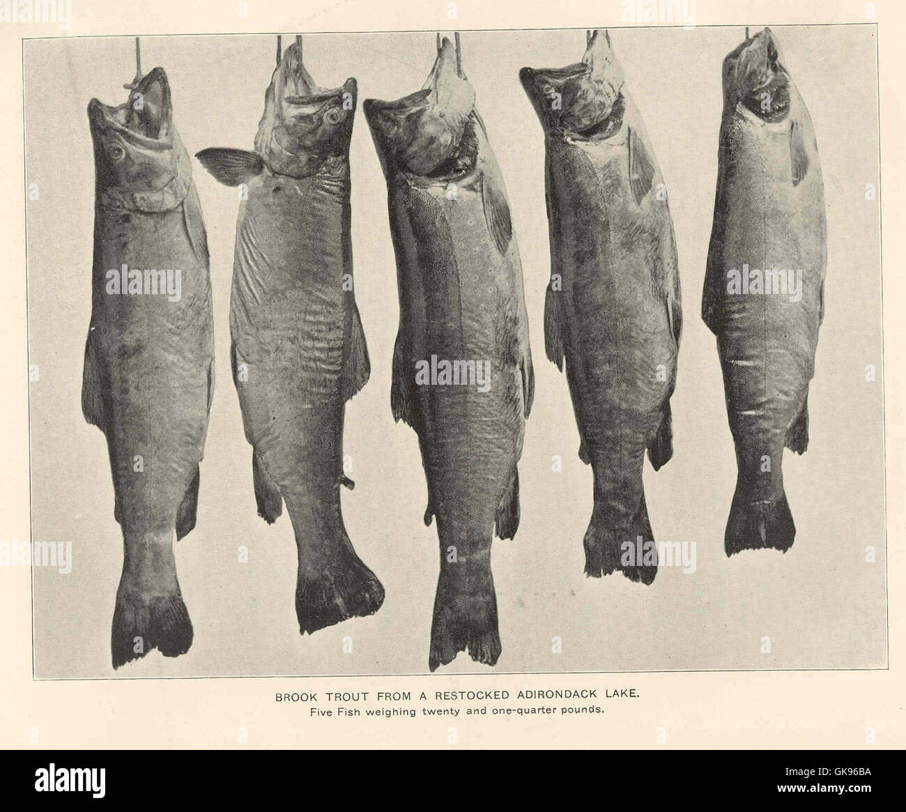 43050 Brook Trout from a Restocked Adirondack Lake Five fish weighing ...