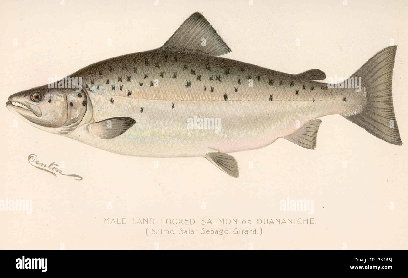 A biological study on the land-locked salmon (Salmo salar sebago ...