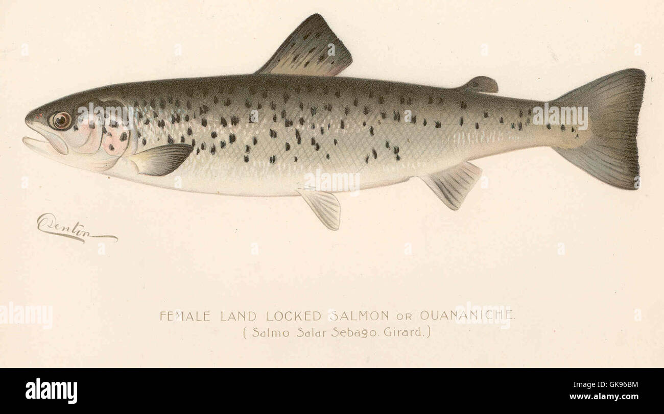 43058 Female Land Locked Salmon or Quananiche (Salmo salar sebago ...