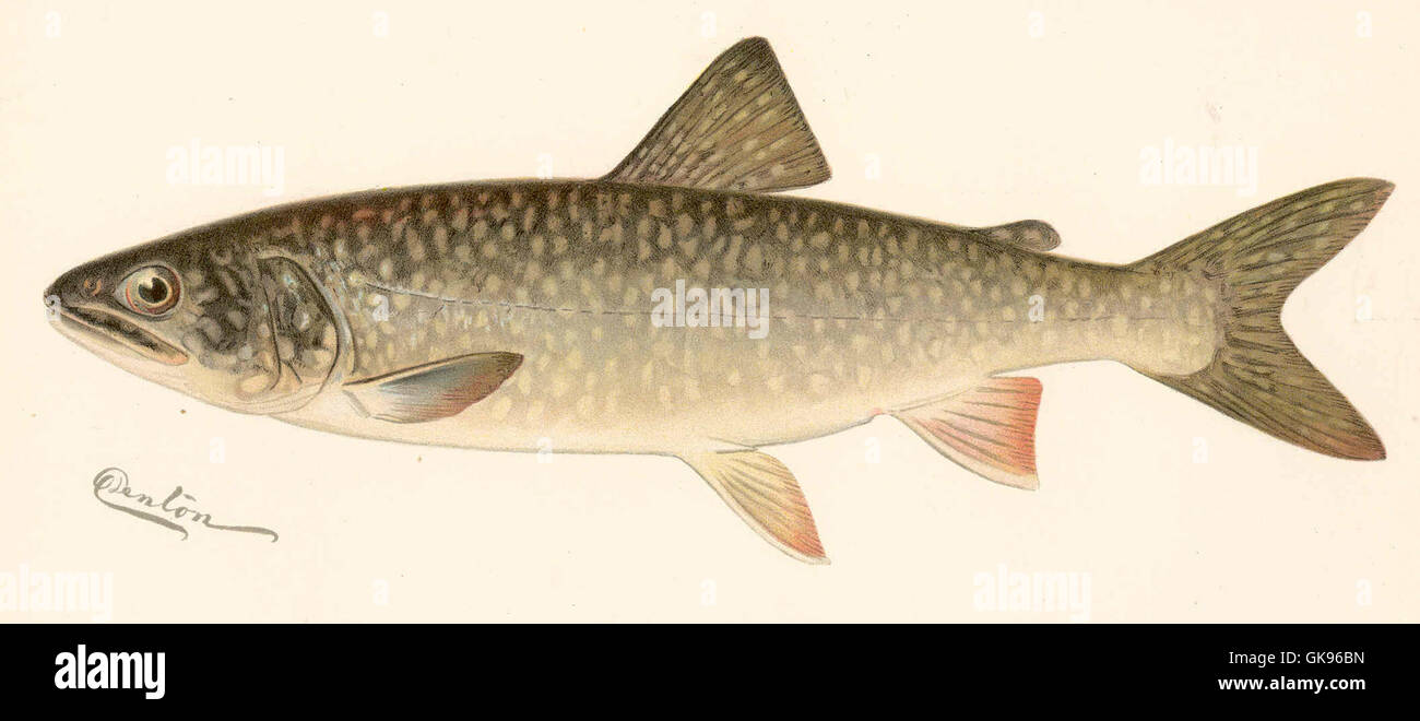 This entry describes the lake trout species Cristivomer namaycush, also ...