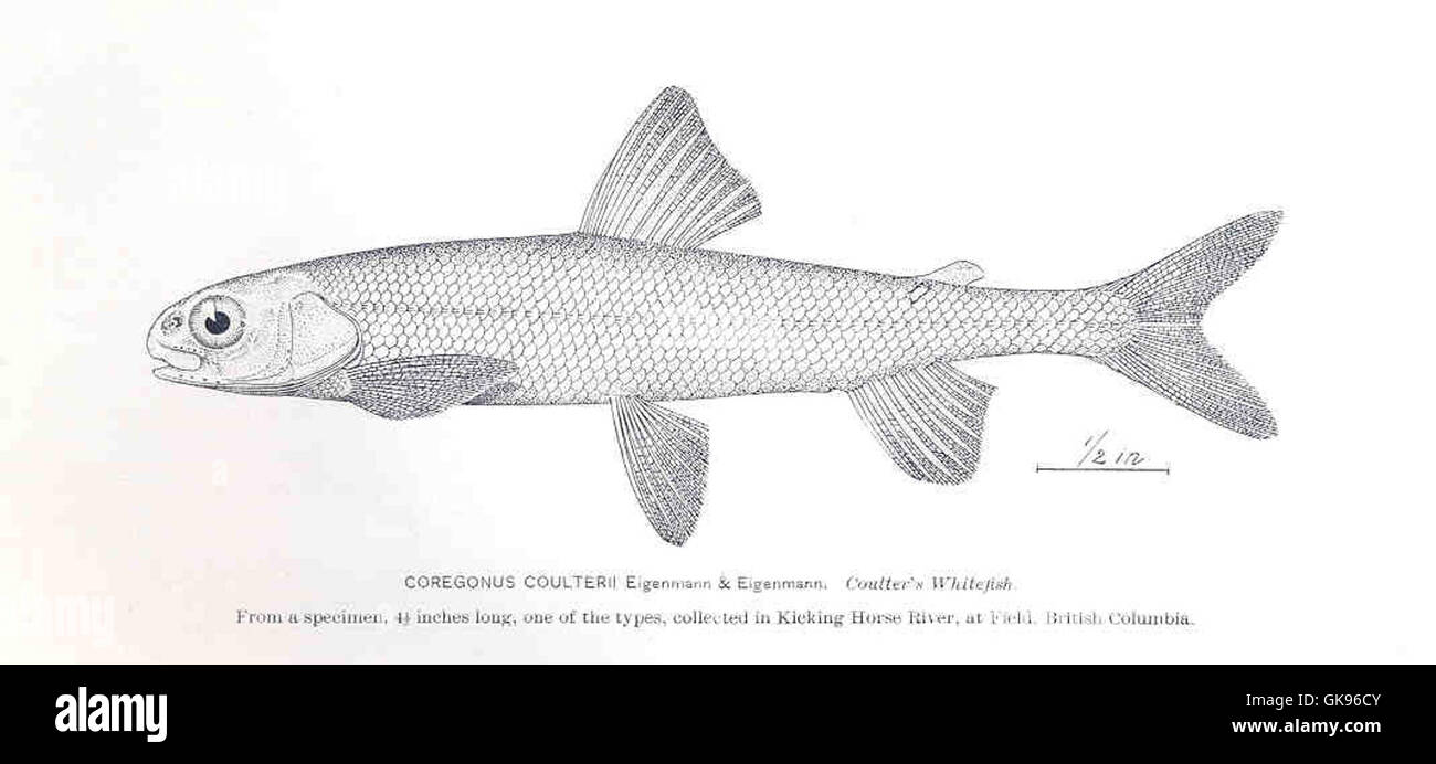 A detailed description of the Coregonus Coulterii fish species ...