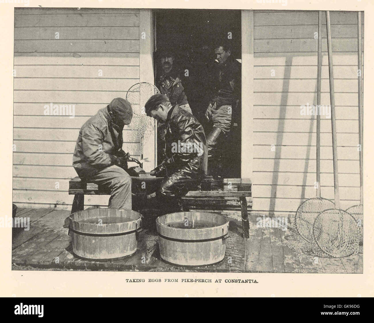 This document describes the process of collecting eggs from pike-perch ...