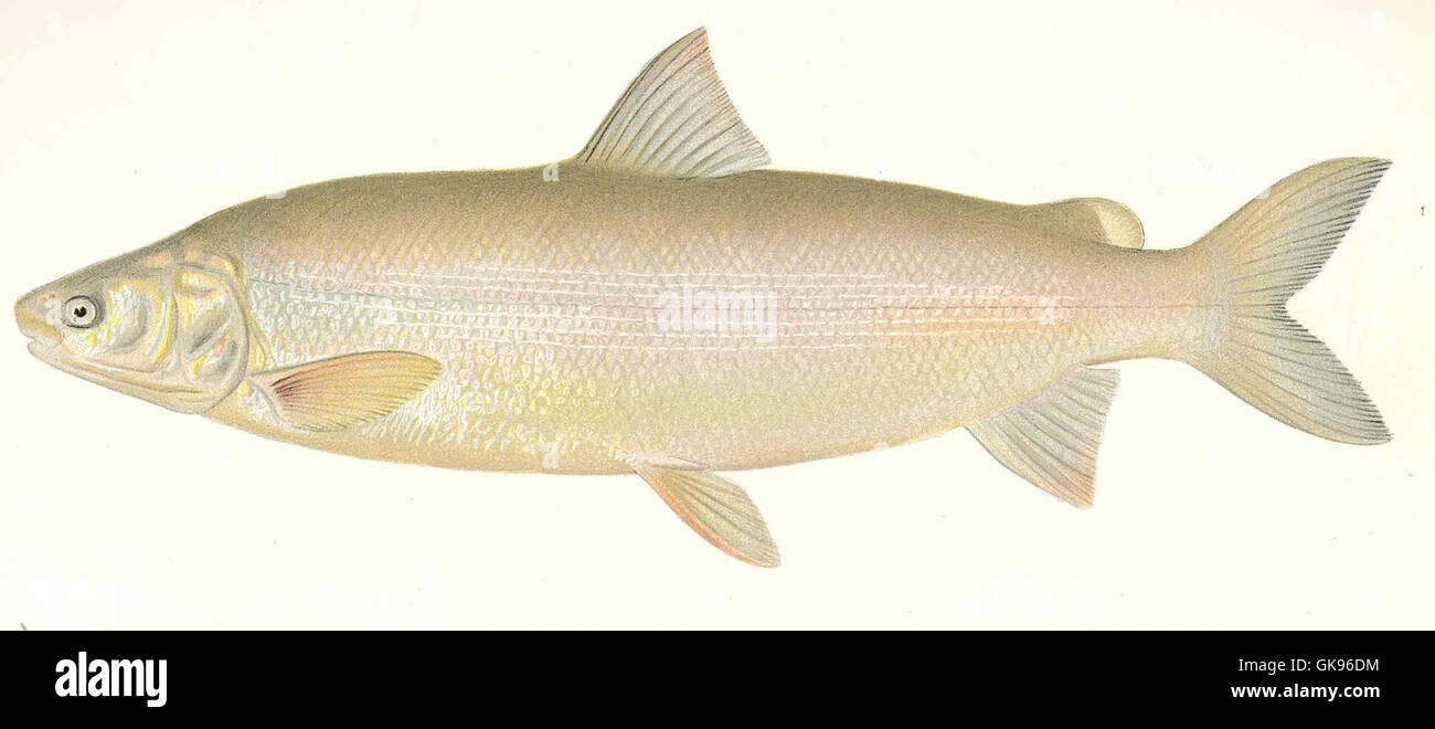 Map Of Whitefish High Resolution Stock Photography and Images - Alamy