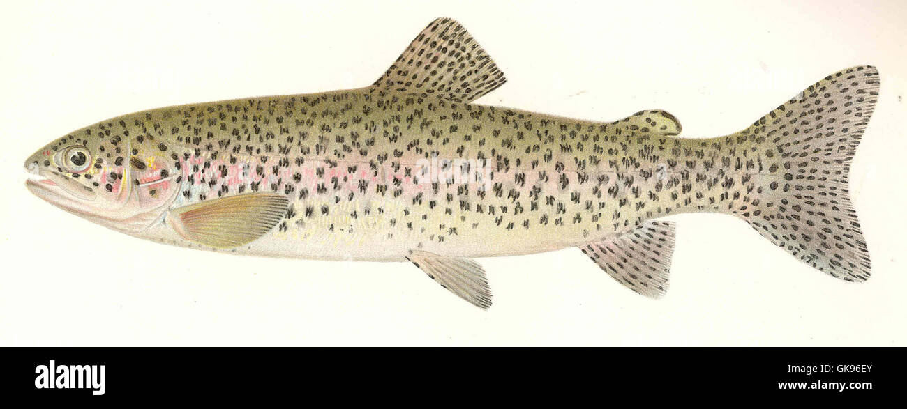 A scientific description of the steelhead, or Salmon Trout, covering ...