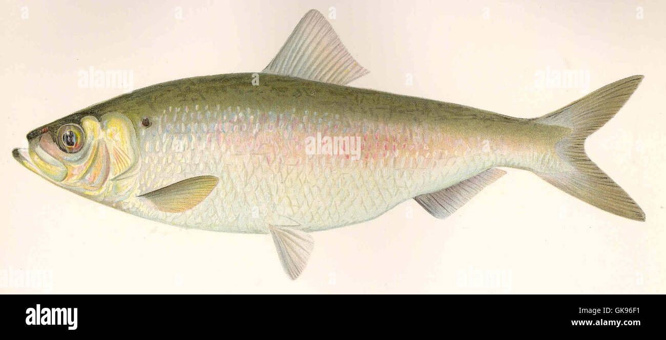 Pseudoharengus hi-res stock photography and images - Alamy