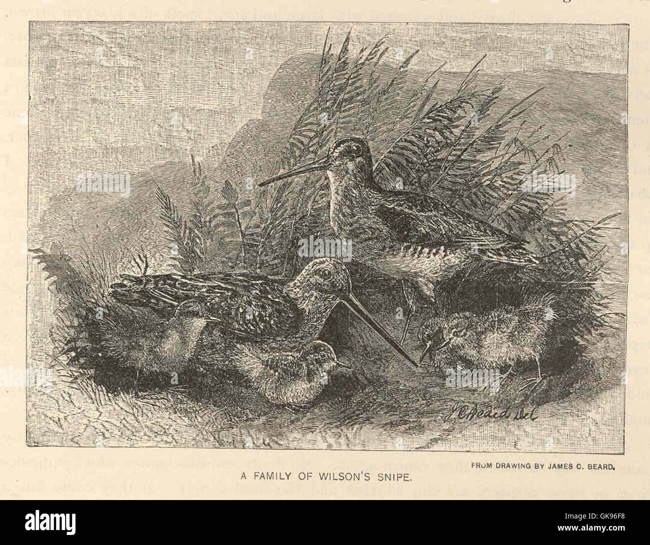 Wilsons snipe illustration hi-res stock photography and images - Alamy