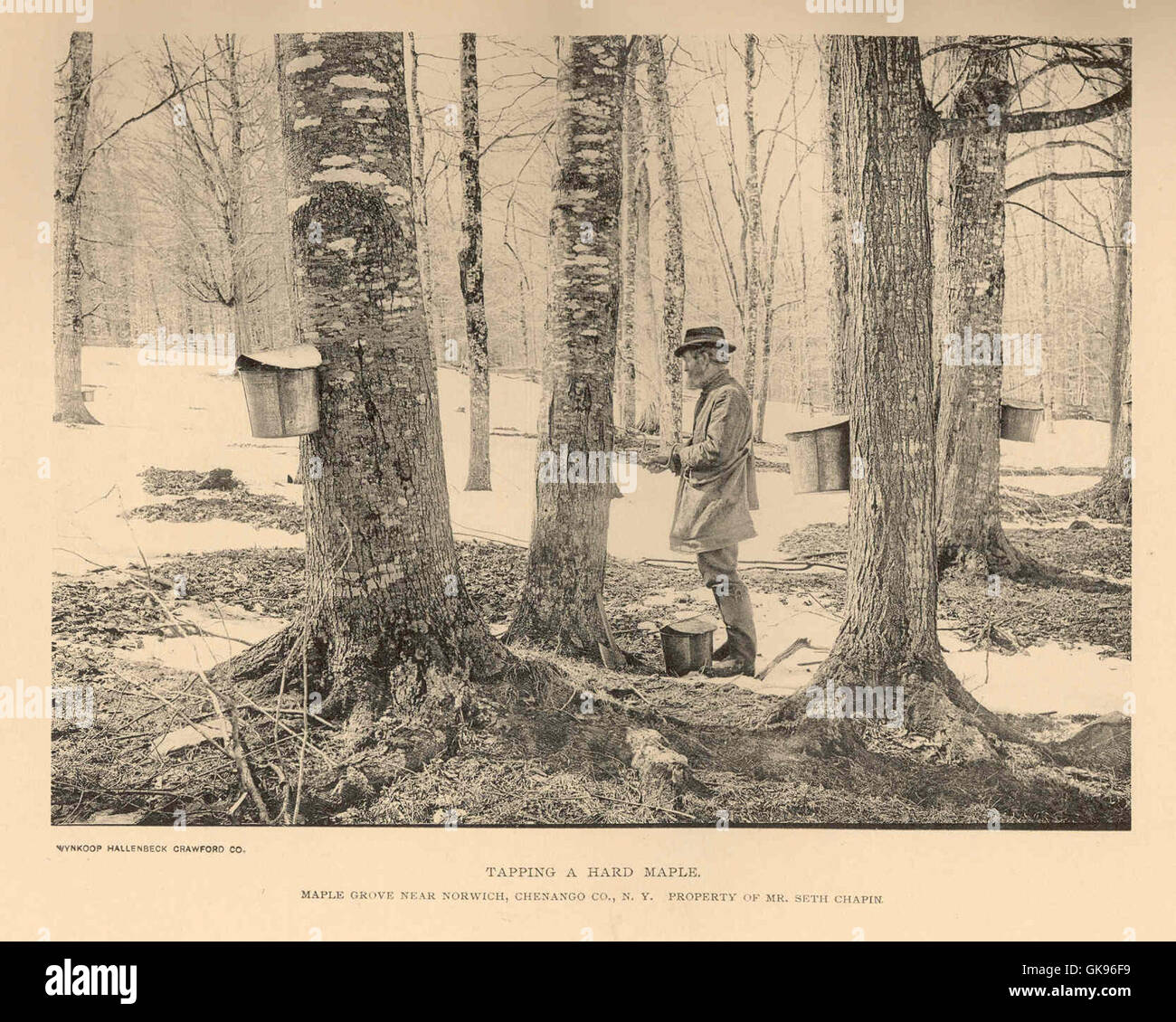 An illustration of the process of tapping hard maple trees for sap ...